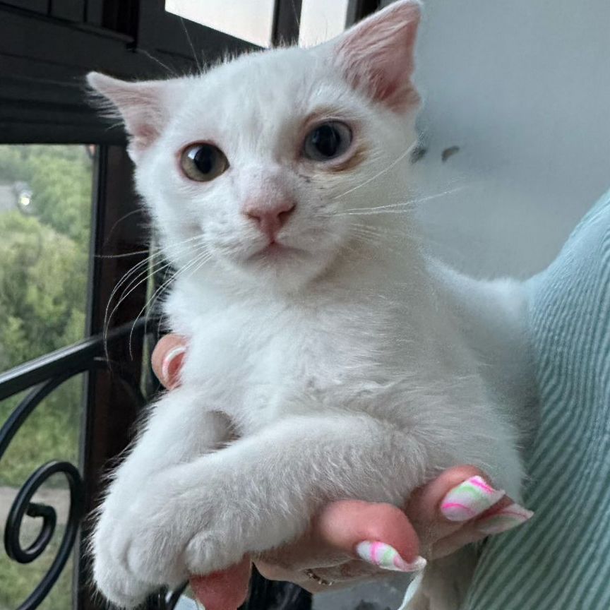 Шотландский вислоухий короткошёрстный котёнок