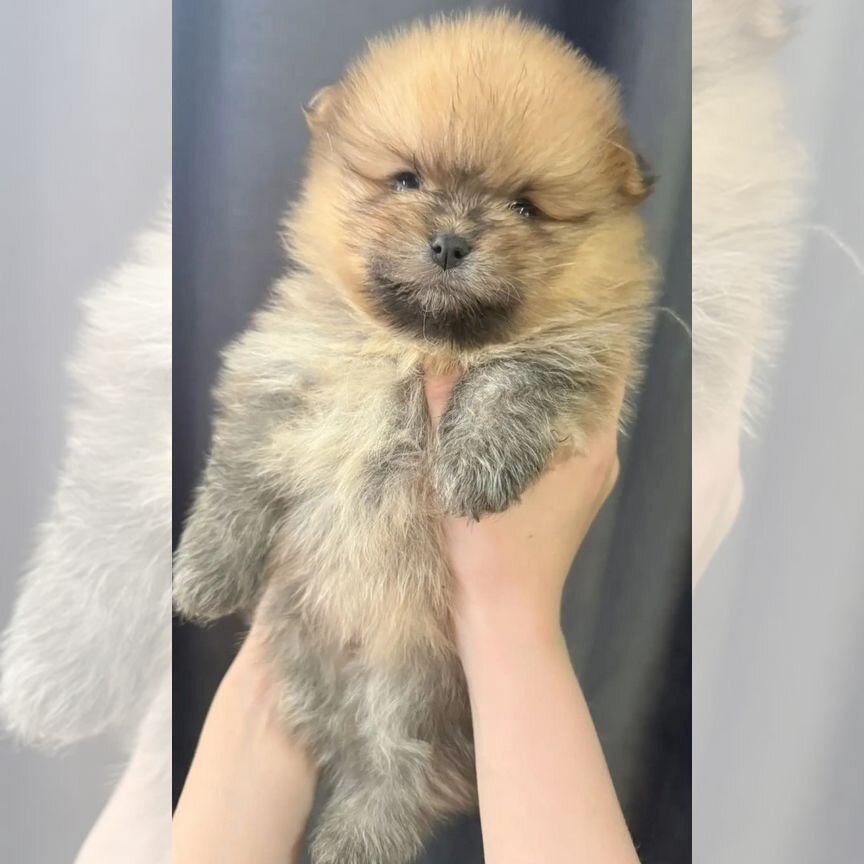 Померанский шпиц, щенок