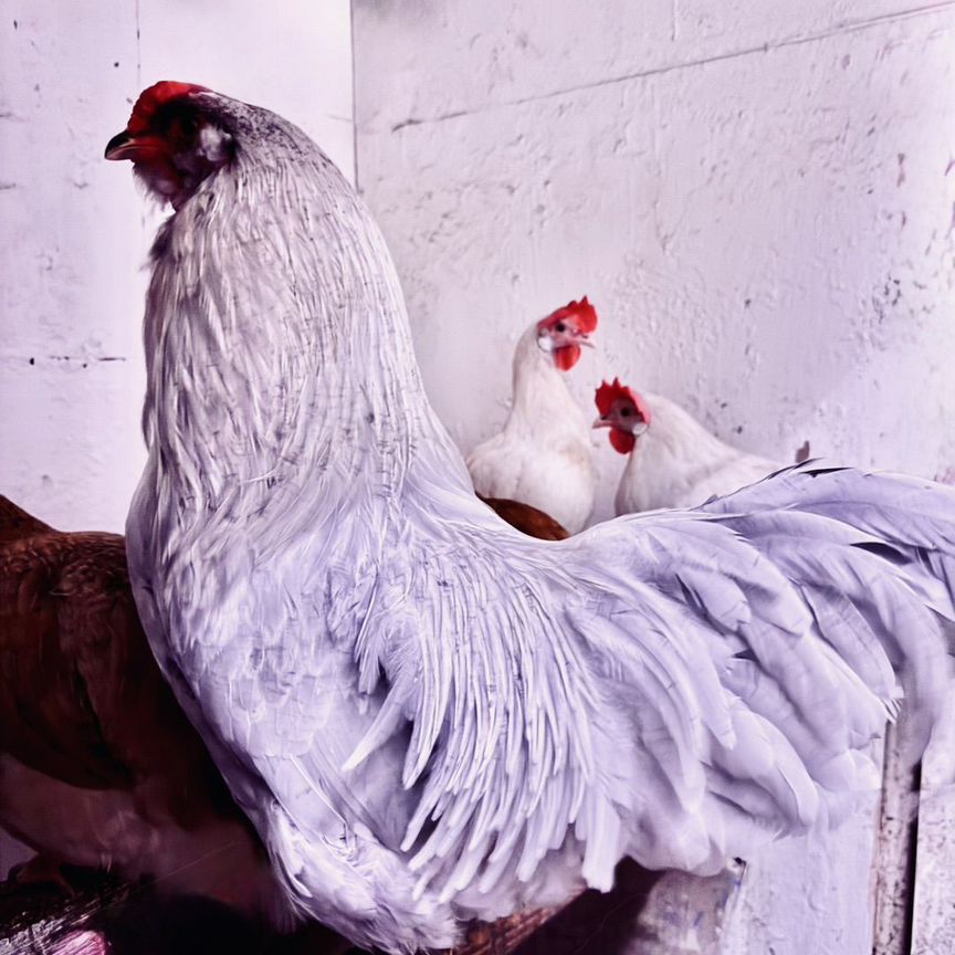 Петух амероукана