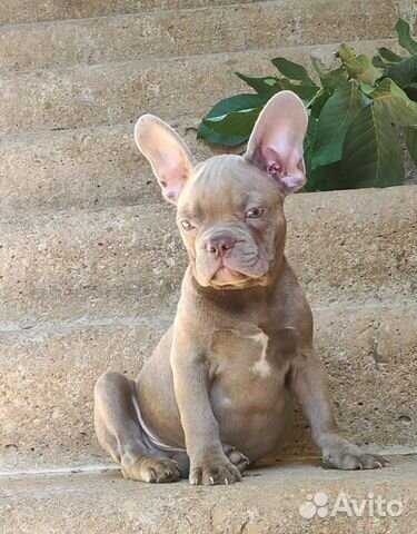 Француз - окрас изабелла