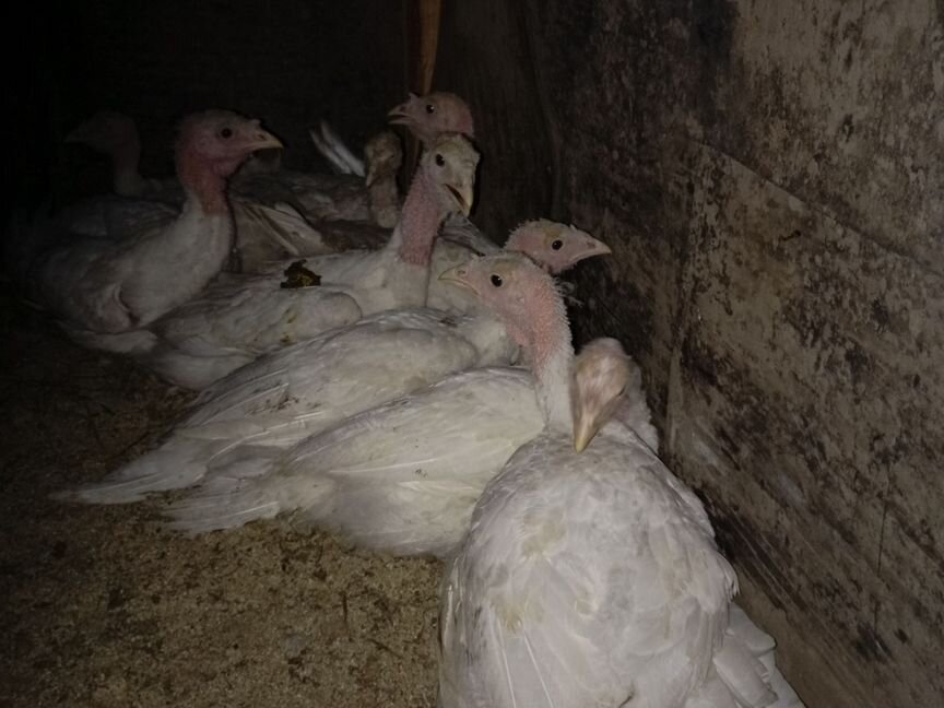 Индюки биг 6, конвертер