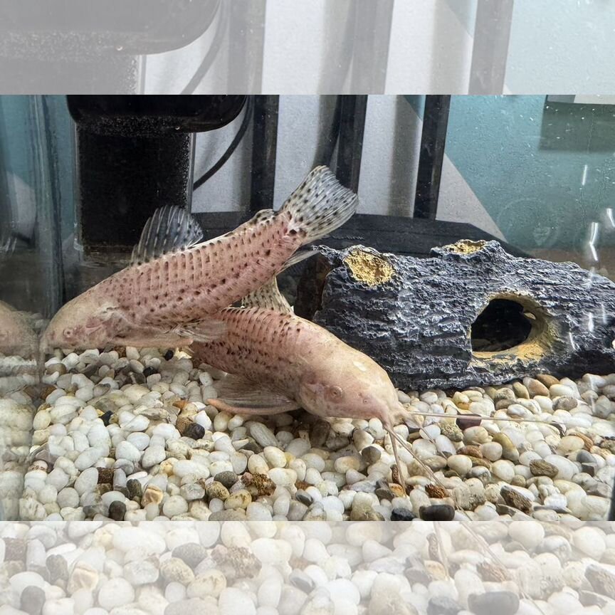 Сом торакатум