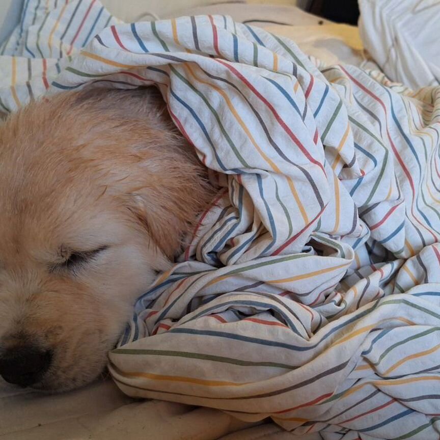 Золотистый ретривер