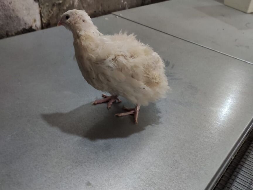 Техасский перепел