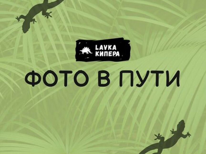 Гаммарус сушеный 100 грамм