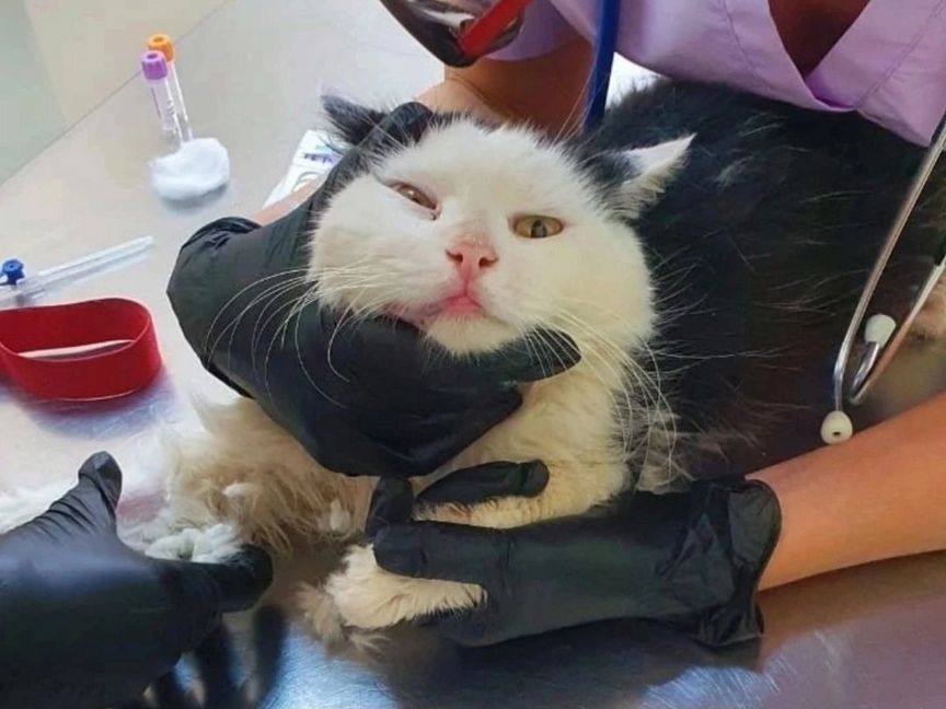 Брошенный кот с больным сердцем