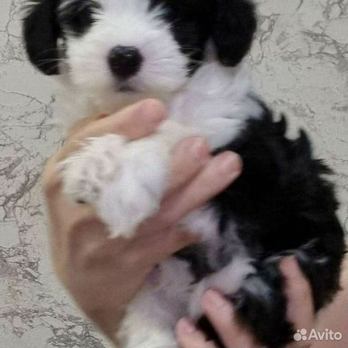 Мальтипу f1 micro и mini