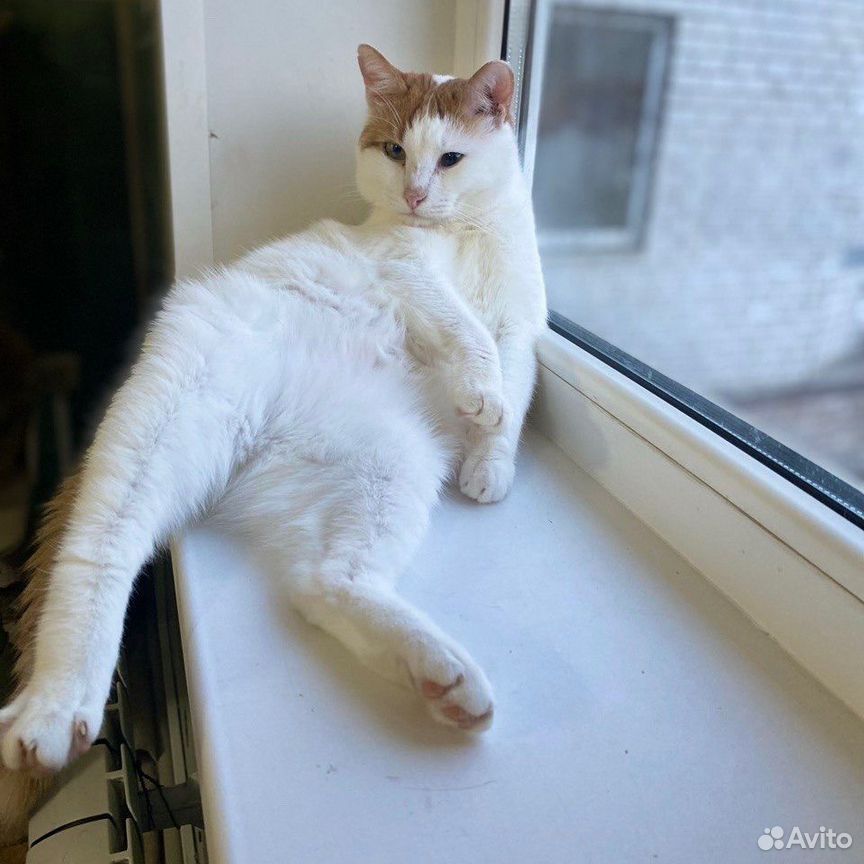 Милый толстячок ищет дом