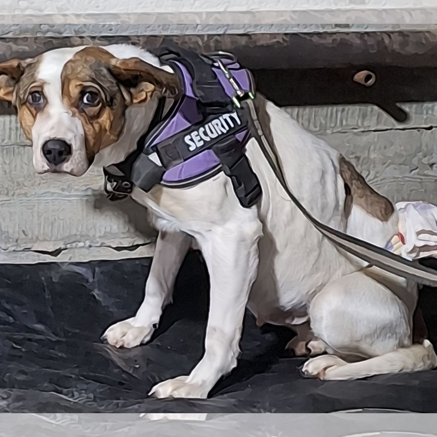 Американский стаффордширский терьер, взрослая собака