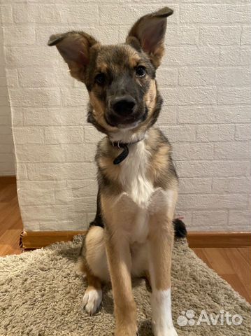 Собака бесплатно в добрые руки щенок