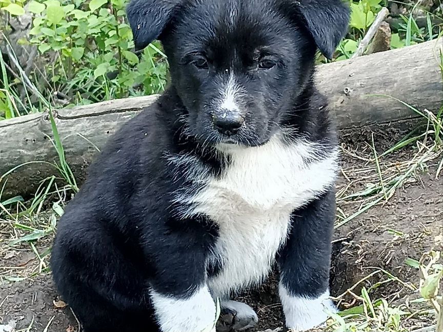 Щенки 1,5 месяца