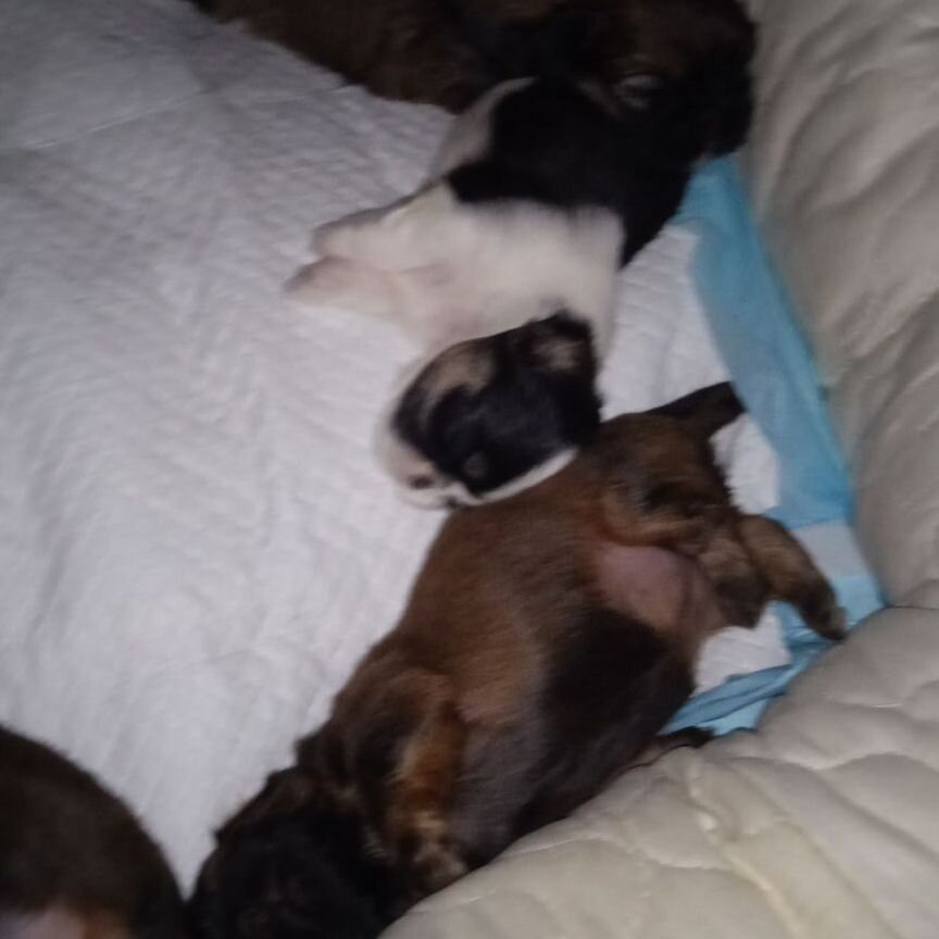 Шинки Шитцу