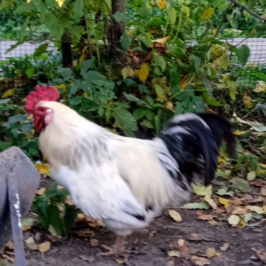 Петух добрый белый большой