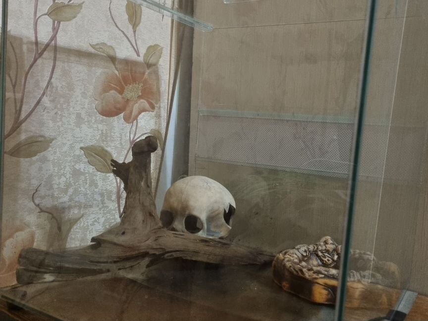 Террариум для змеи