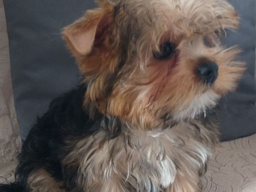 Йоркширский терьер щенки