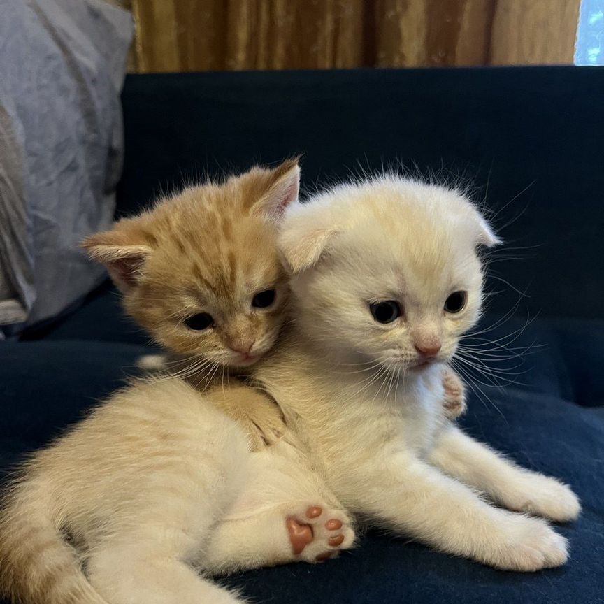 Два братика шотландца