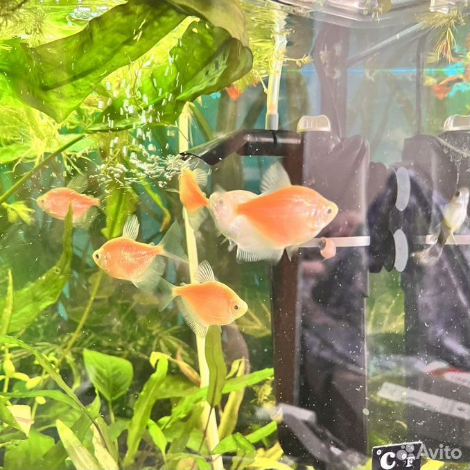 Рыбки Тернеции 6 шт