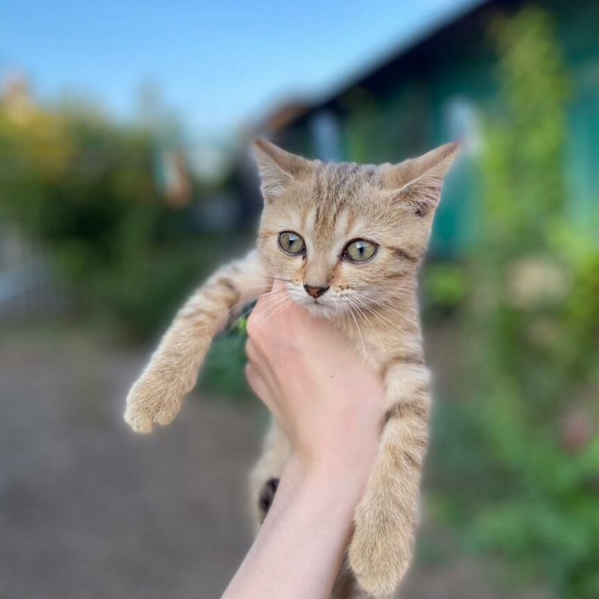 Кошечка в добрые руки