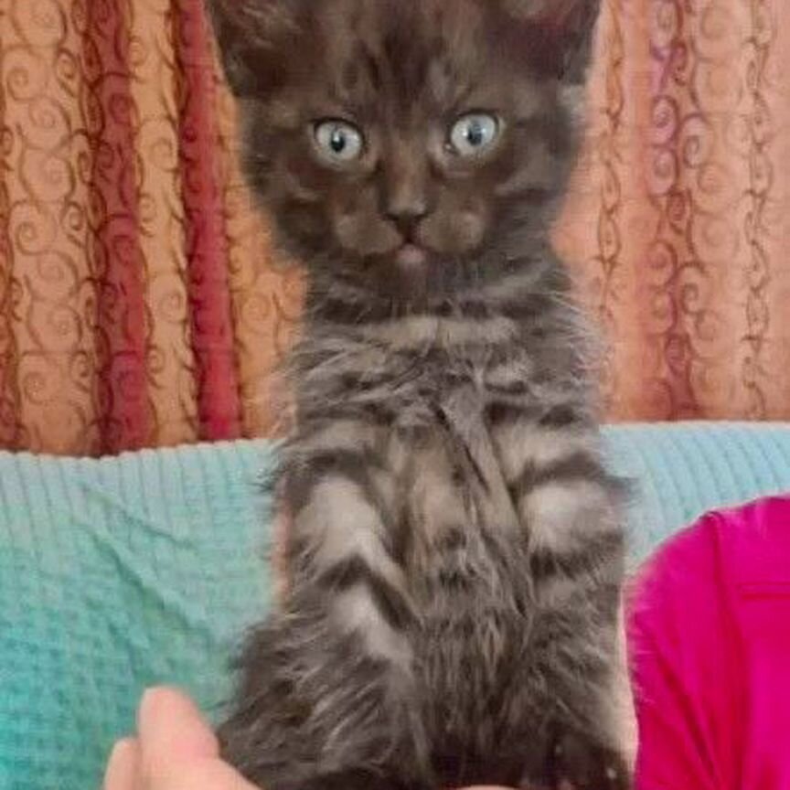 Котёнок отдам в хорошие руки