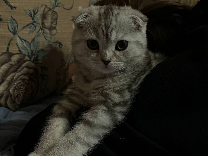 Шотландская вислоухая кошка