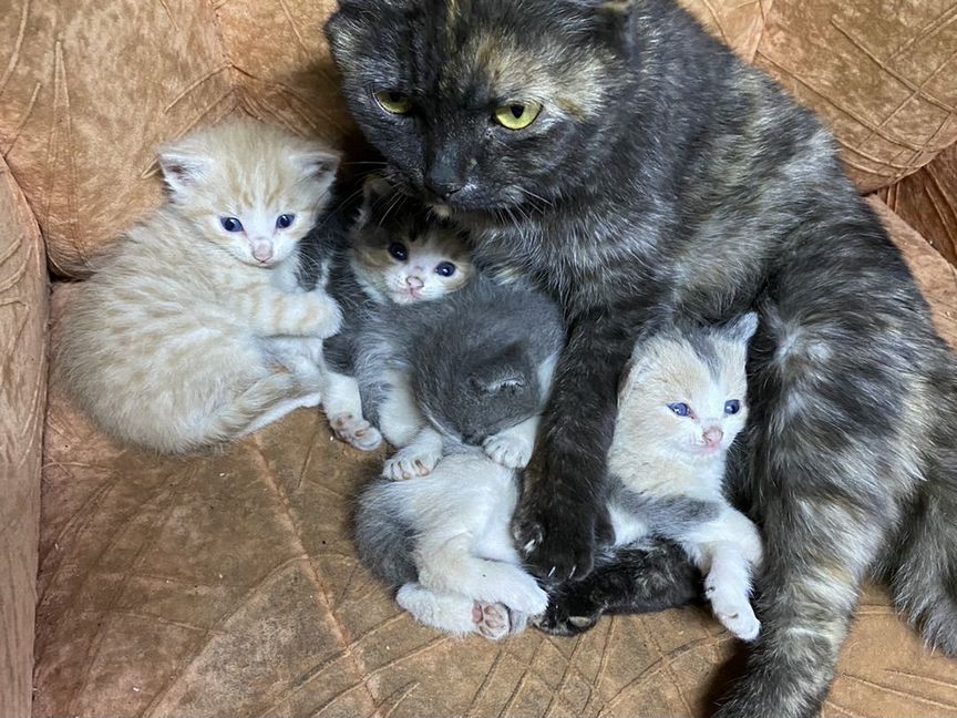 Котята в добрые руки живут в коробке,мышей ловит