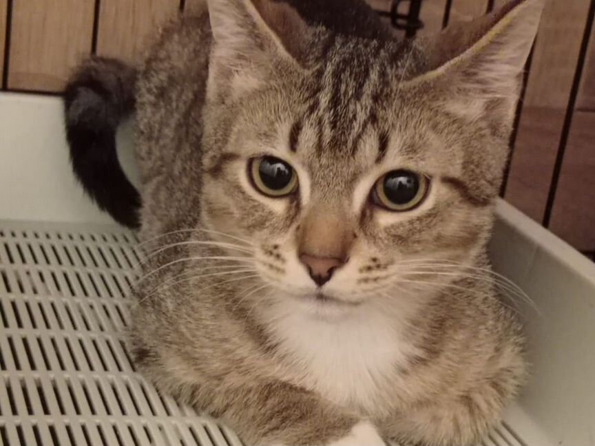 Котёнок в добрые руки