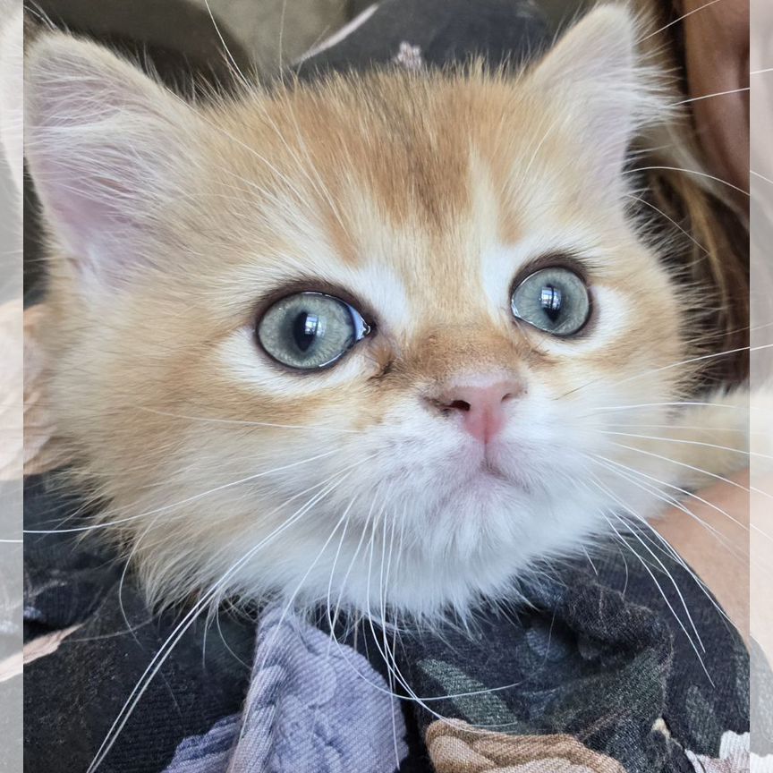 Британский короткошёрстный котёнок