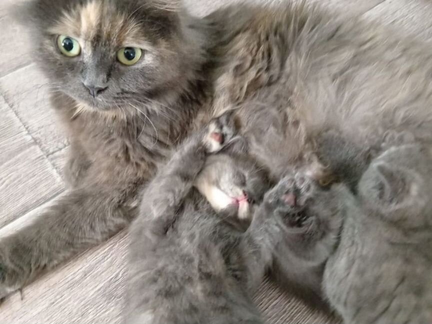 Кошки