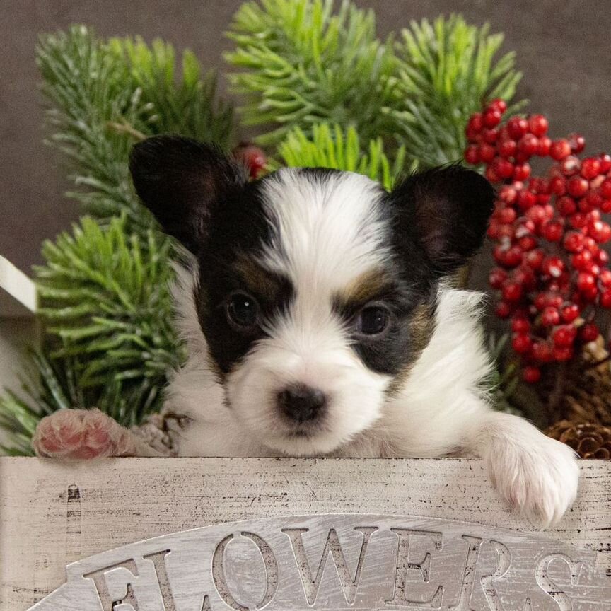 Континентальный той-спаниель папильон, щенок