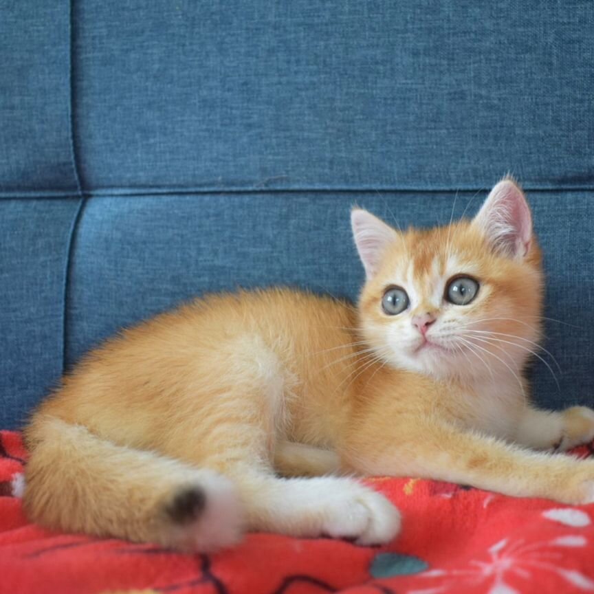 Британский короткошёрстный котёнок