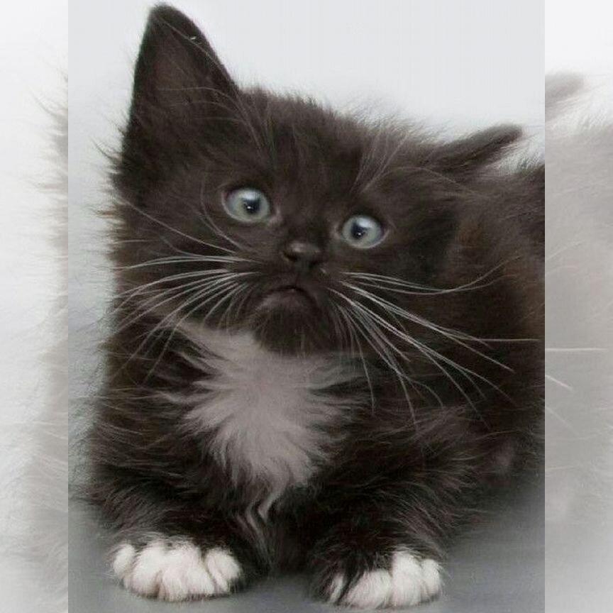 Сибирский котёнок