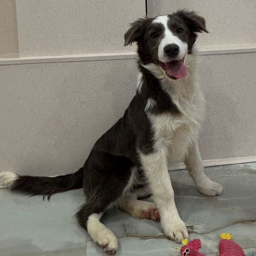 Бордер-колли, щенок