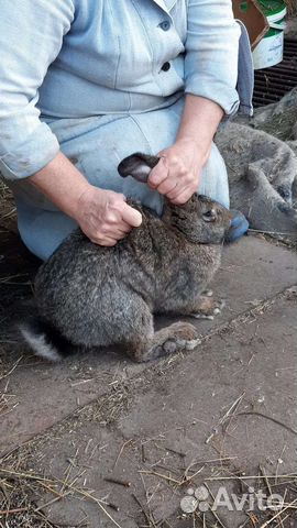 Кролики мясных пород