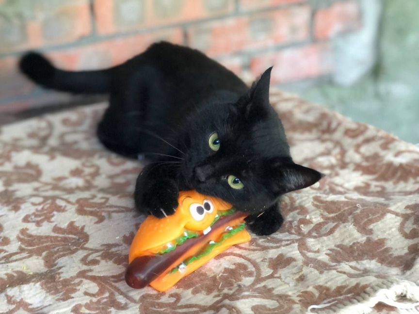 Черная коша в добрые руки