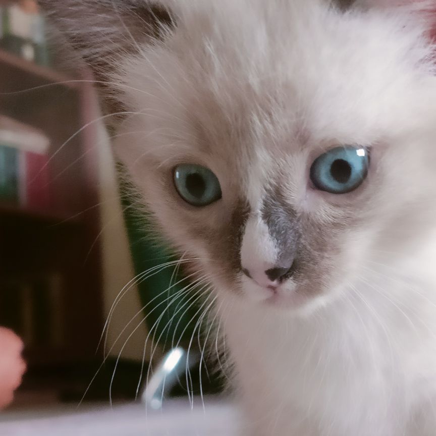 Котëнок в добрые руки