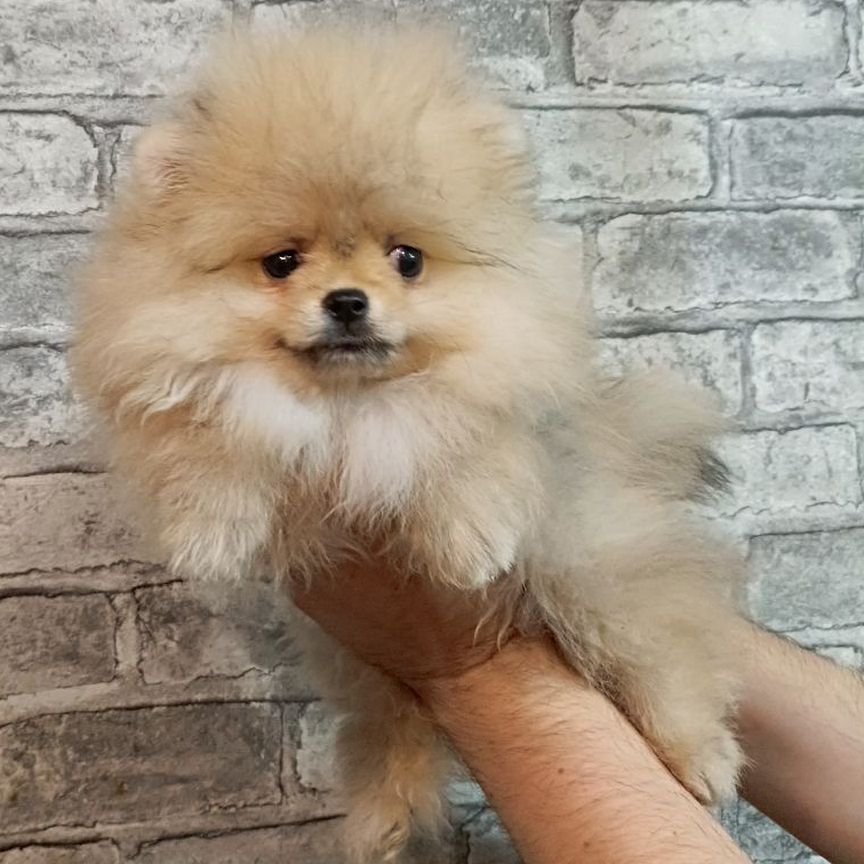 Померанский шпиц мини