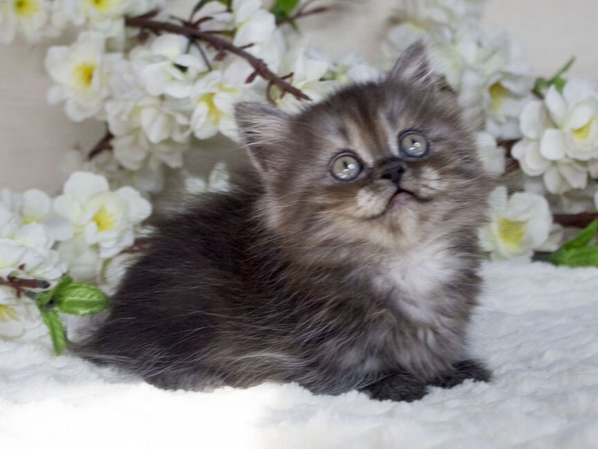 Котята манчкин