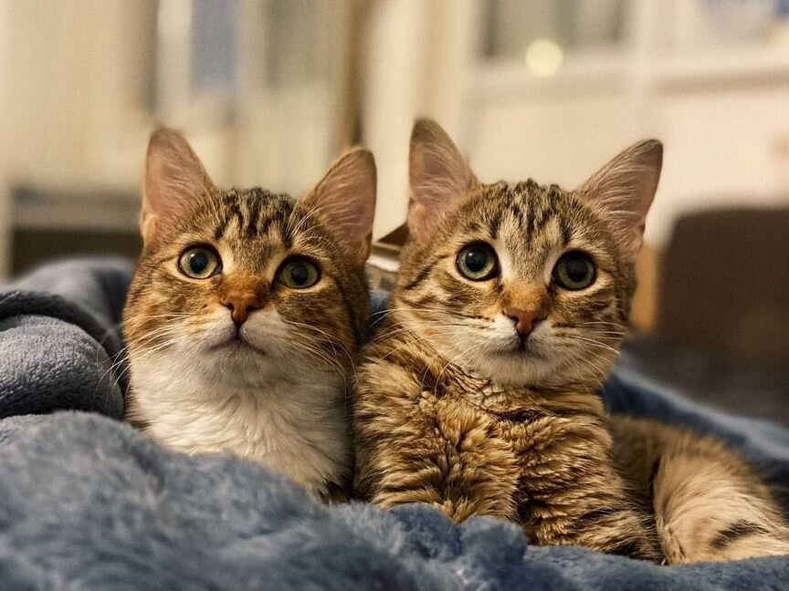 Милые котята в добрые руки