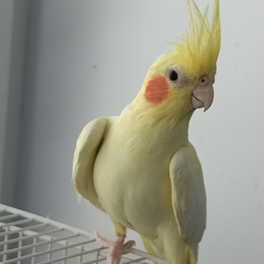 Попугай корелла