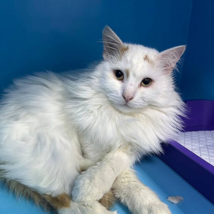 Красивый молодой котик Ариель завтра на улицу.Шанс
