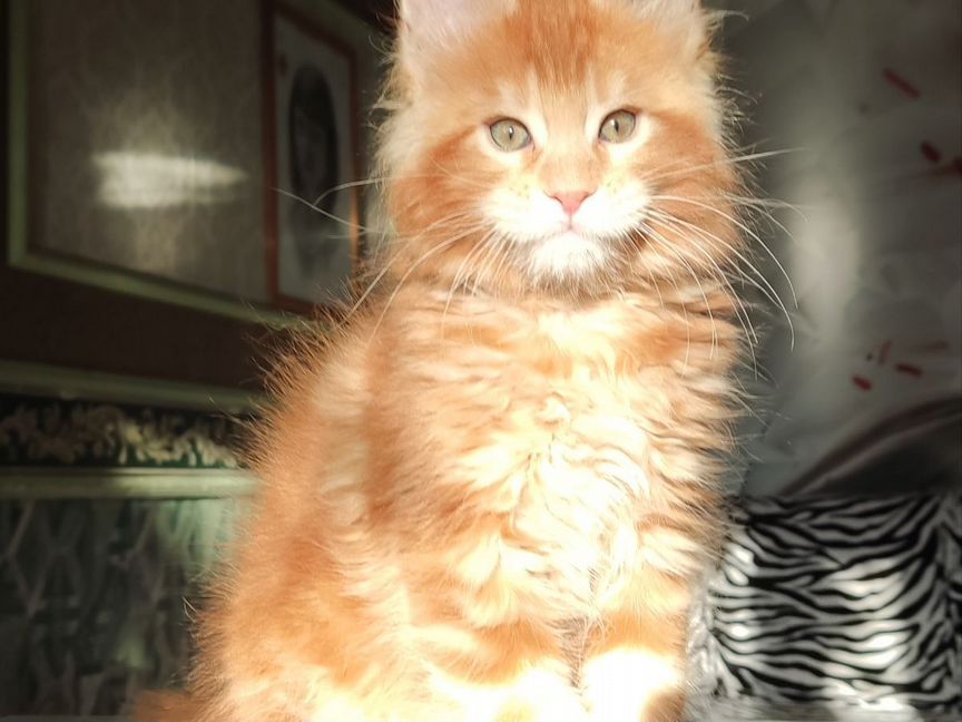 Солнечные Мейн Кунята