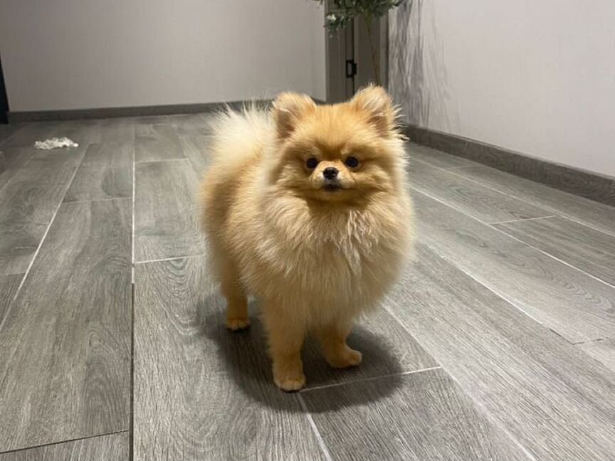 Щенок Мини шпиц (Мишка)