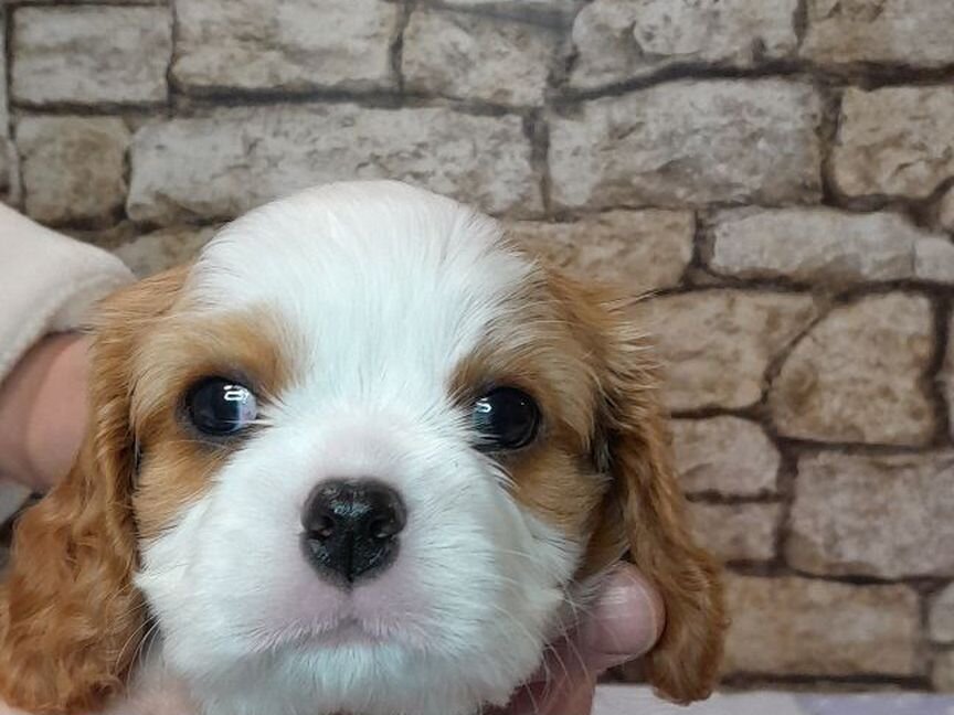 Кавалер кинг чарльз спаниель