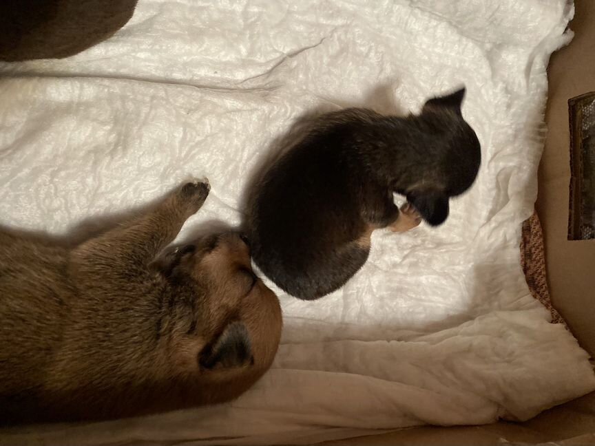 Щенки мелкой породы