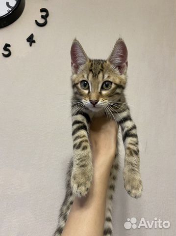Бенгальские котята