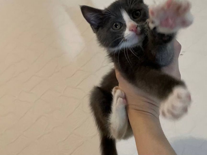 Котенок в добрые руки