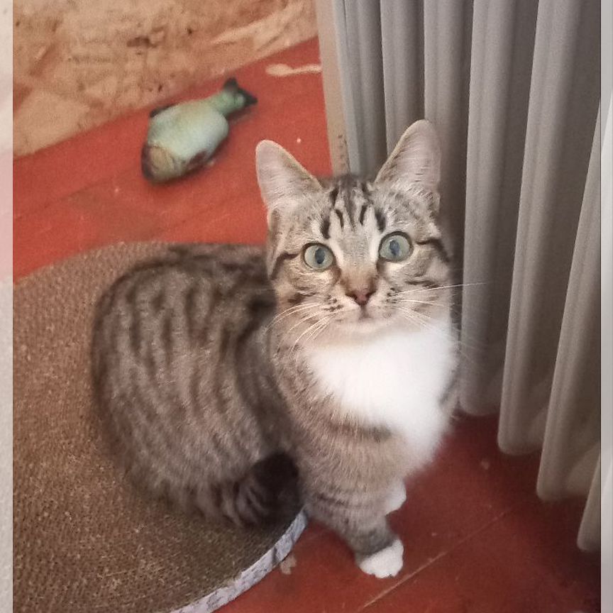 Котёнок в добрые руки