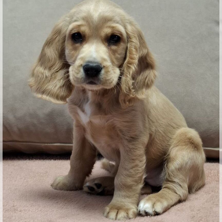 Английский кокер-спаниель, щенок