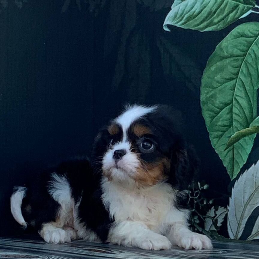 Девочка кавалер кинг чарлз спаниель