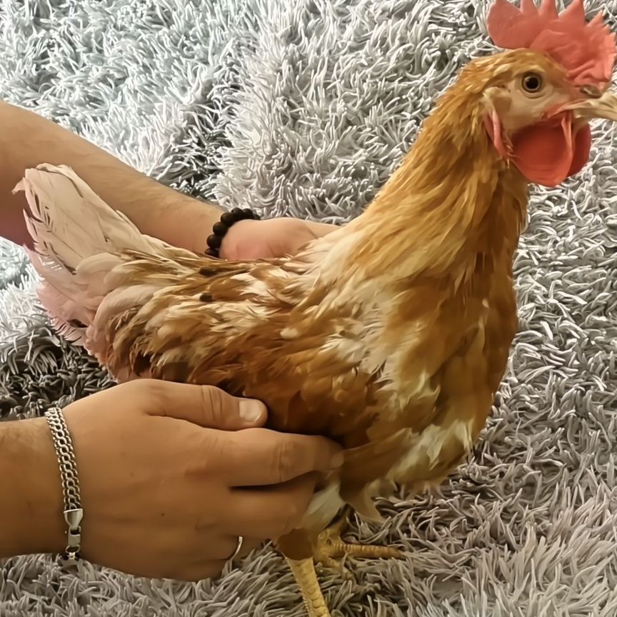 Молодые петухи